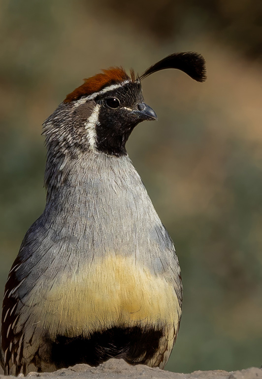 Debbie Porter - Group 01 - PSA ND IMAGE DISCUSSION GROUPS