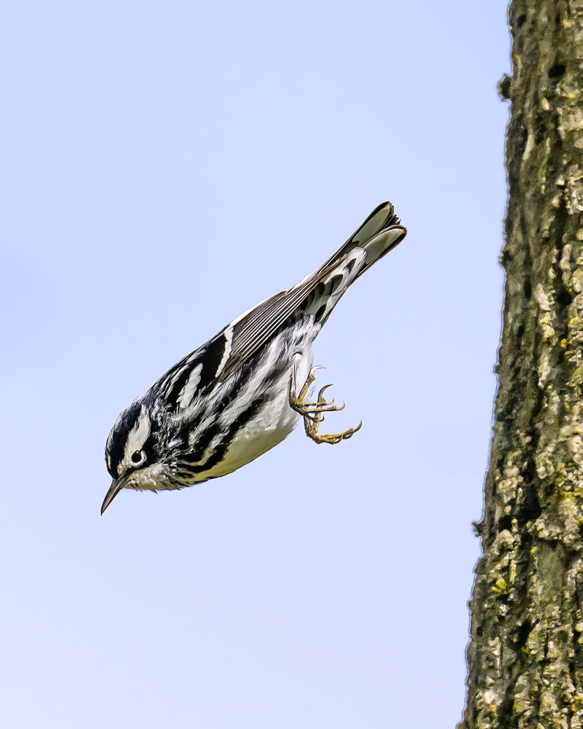 Pinaki Sarkar - Group 01 - PSA ND IMAGE DISCUSSION GROUPS